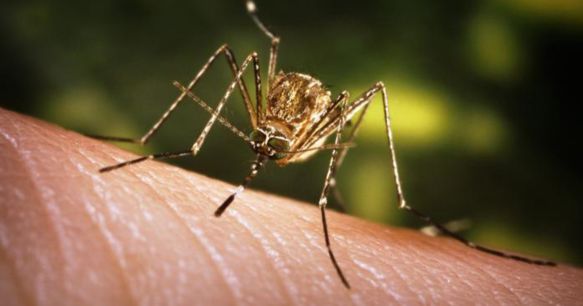 Japanese encephalitis detected near Goulburn | The Southern Wire